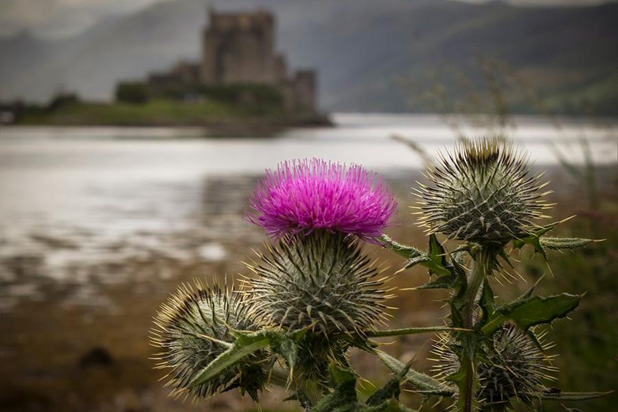 Five Facts About The Thistle - National Flower of Scotland – Scotsprint